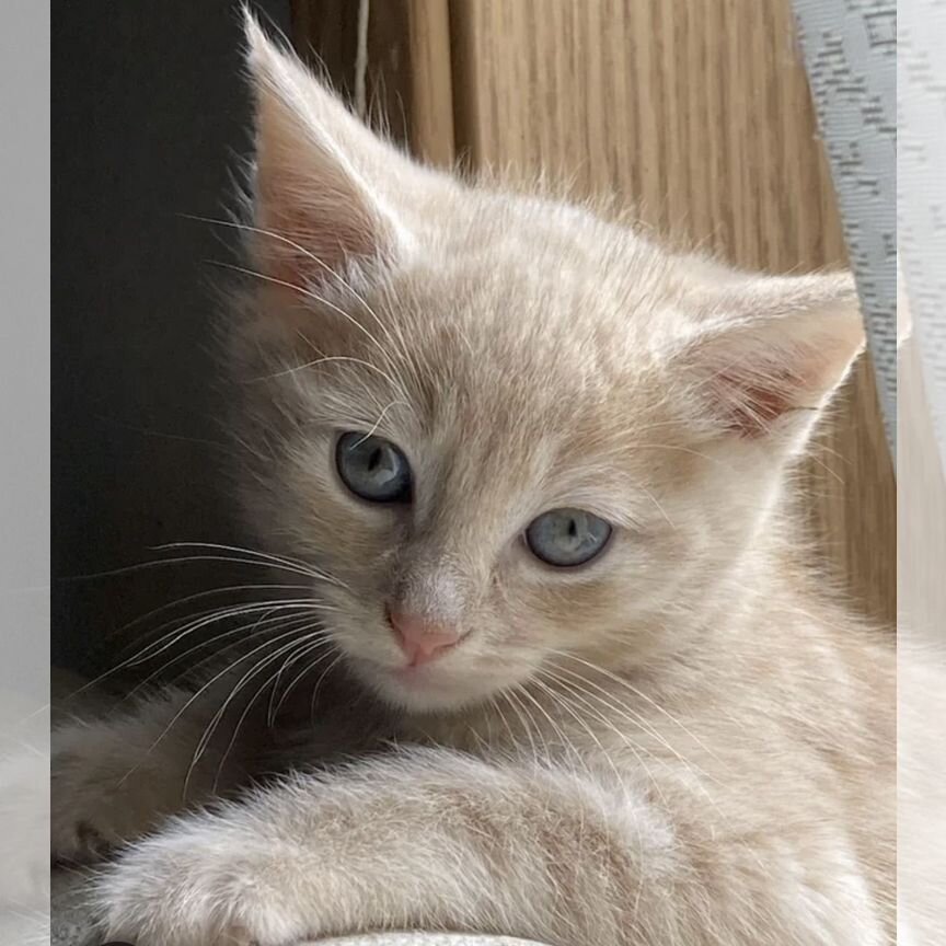 Котёнок в добрые руки