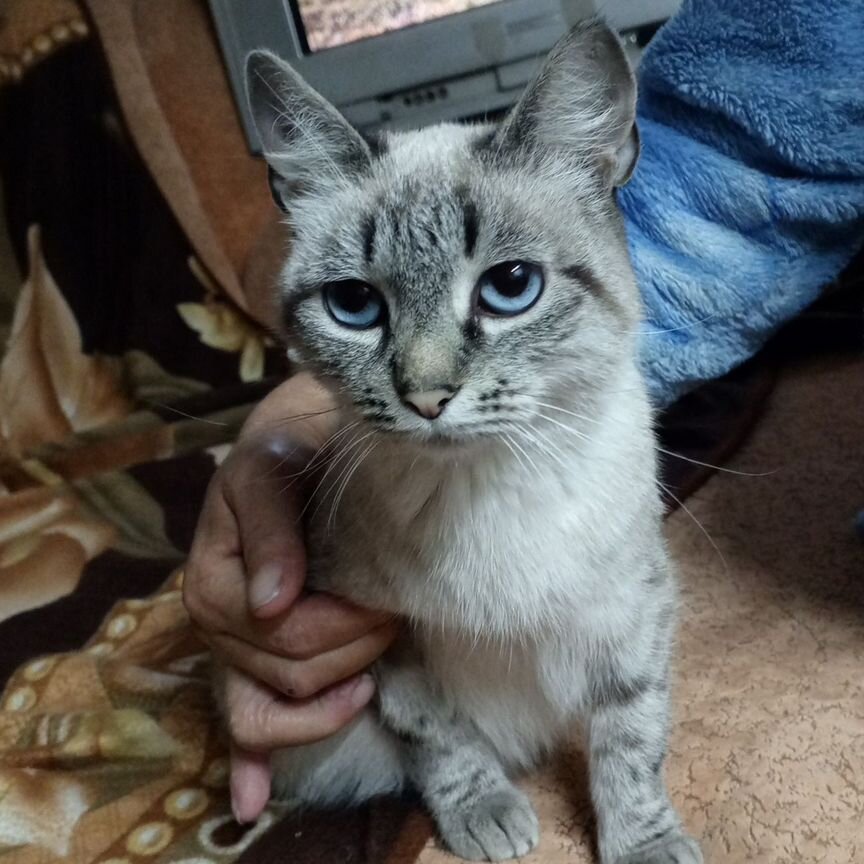 Тайская кошка, взрослая