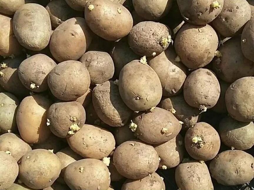 Картофель на корм скоту