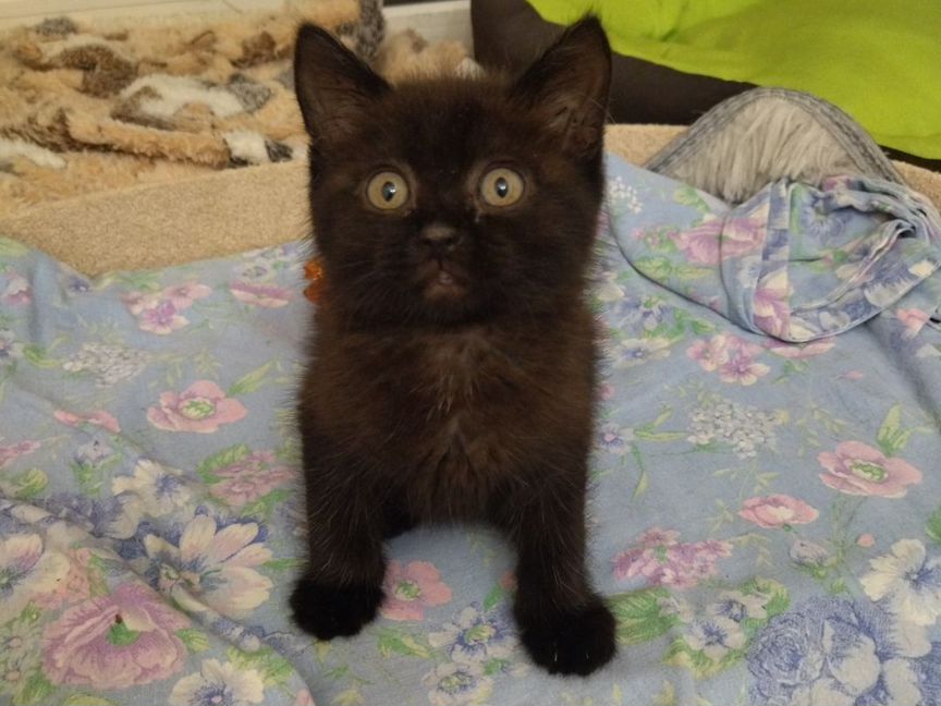 Маленький спасеныш ищет дом