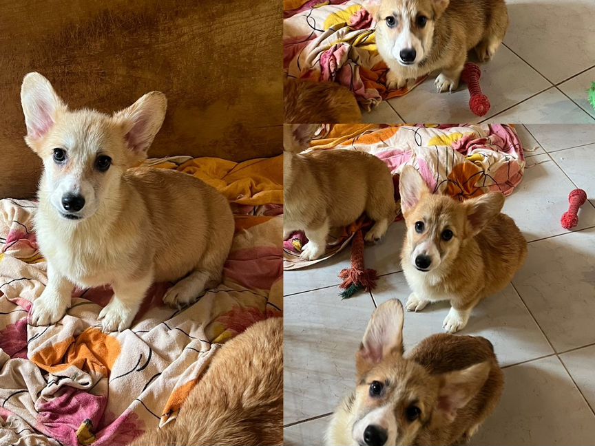 Вельш когри пемброк ждут мампап