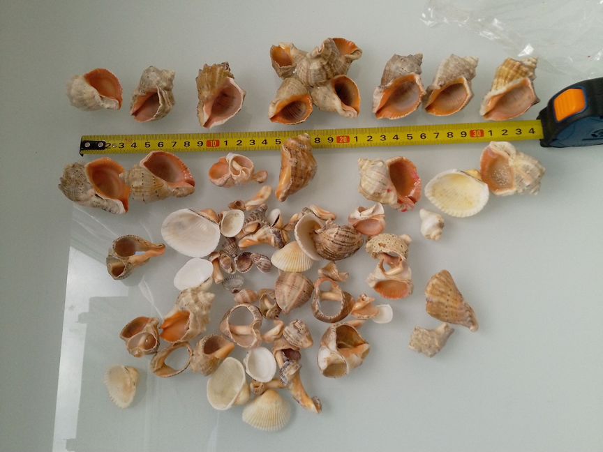 Ракушки рапаны для аквариума для рукоделия