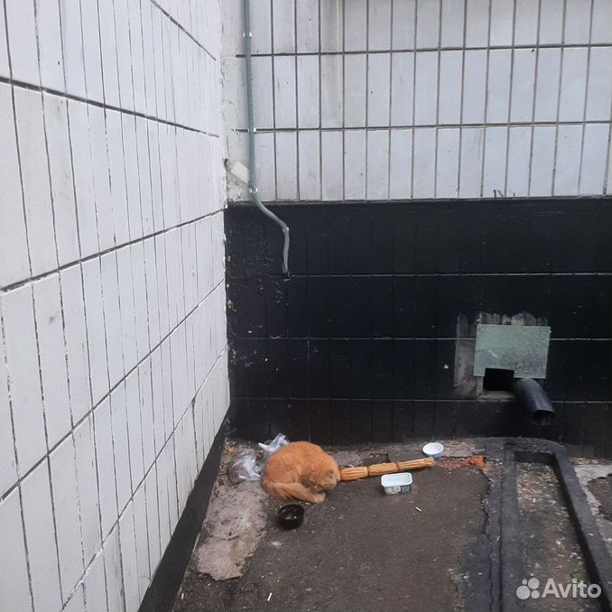 Спасите котика. Найден кот
