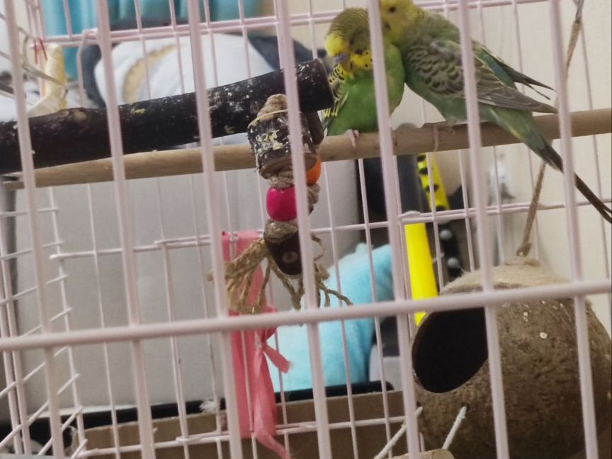 Волнистый попугай