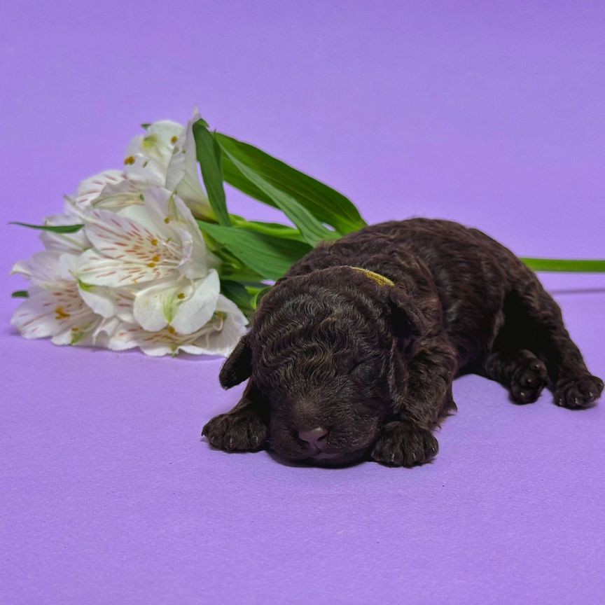 Пудель, щенок