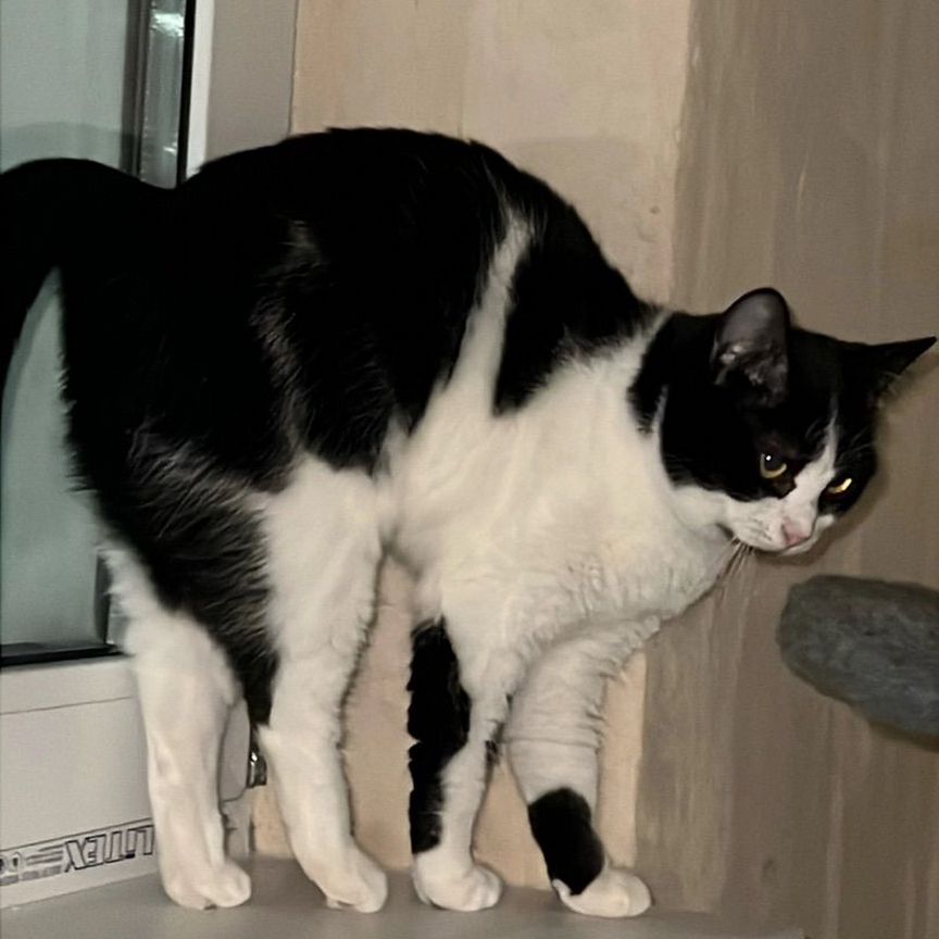 Скромная добрая кошка