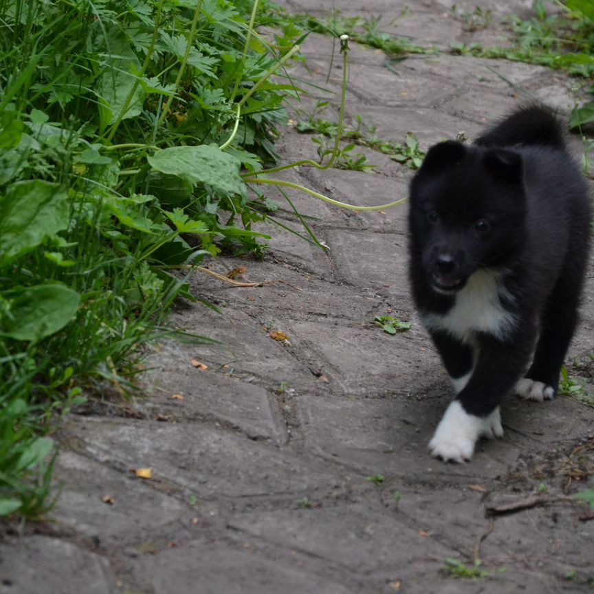 Щенки рел от рабочих универсальных лаек