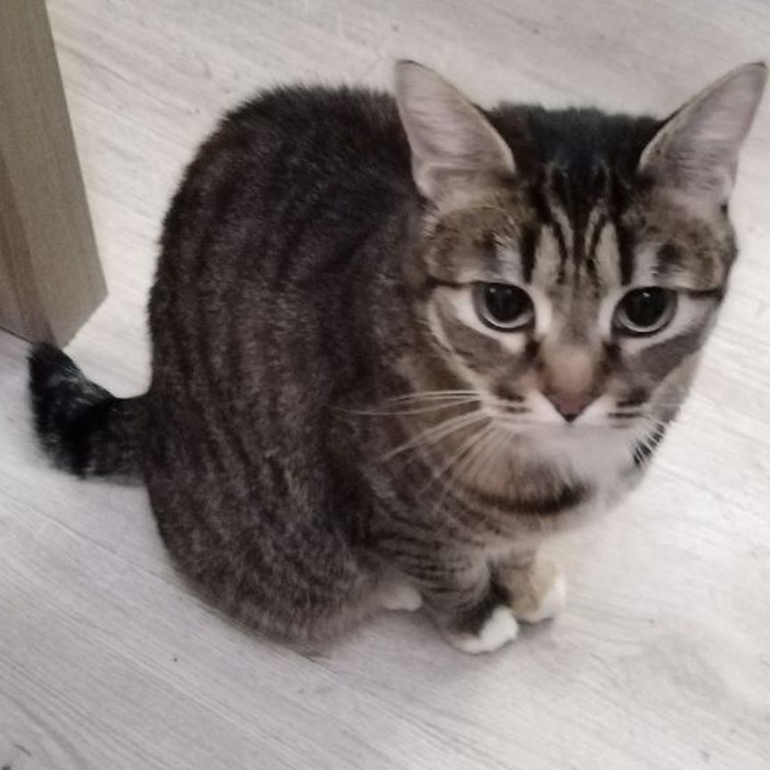 Кошечка в добрые руки