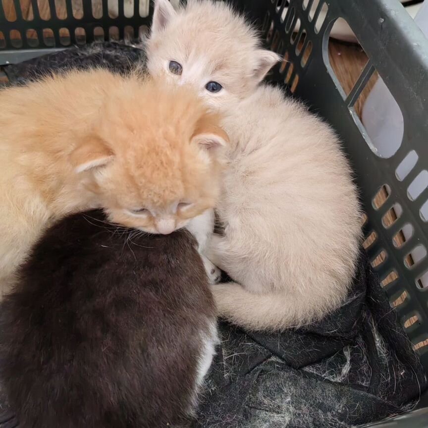 Котята в добрые руки