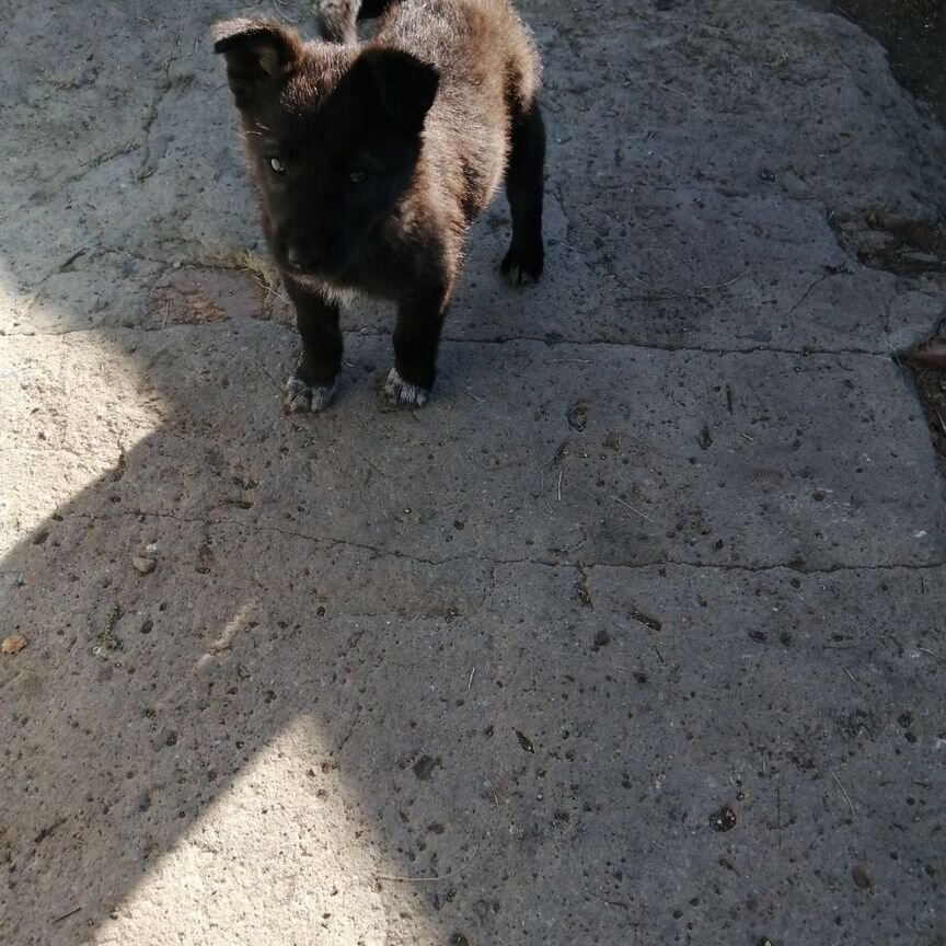 Щенки бесплатно