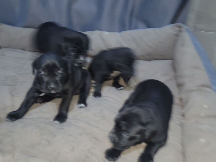 Собака коне корсы