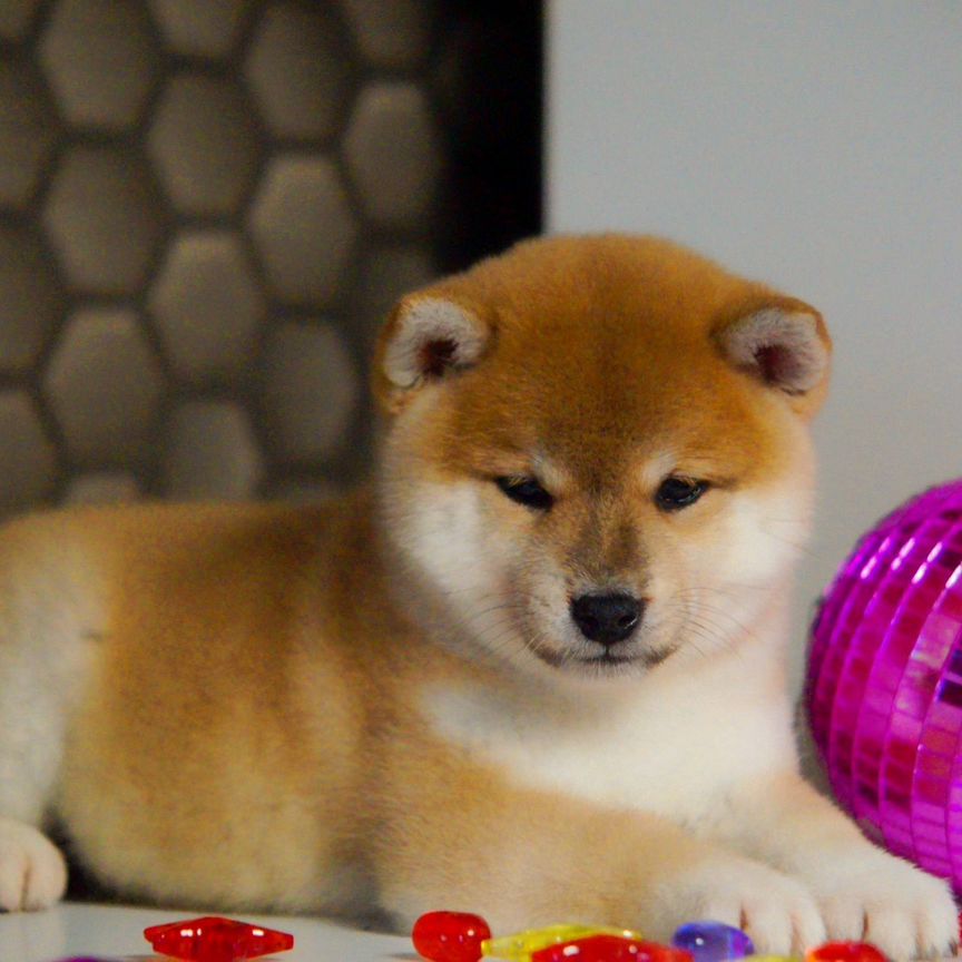 Сиба малыши /питомник