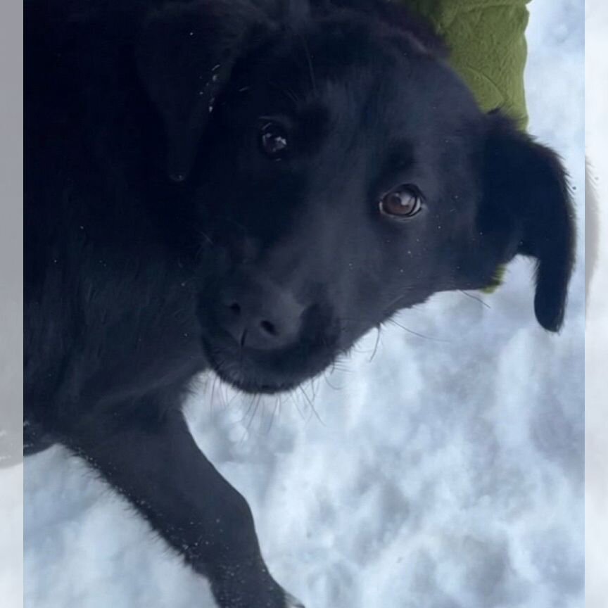 Щенок в добрые руки