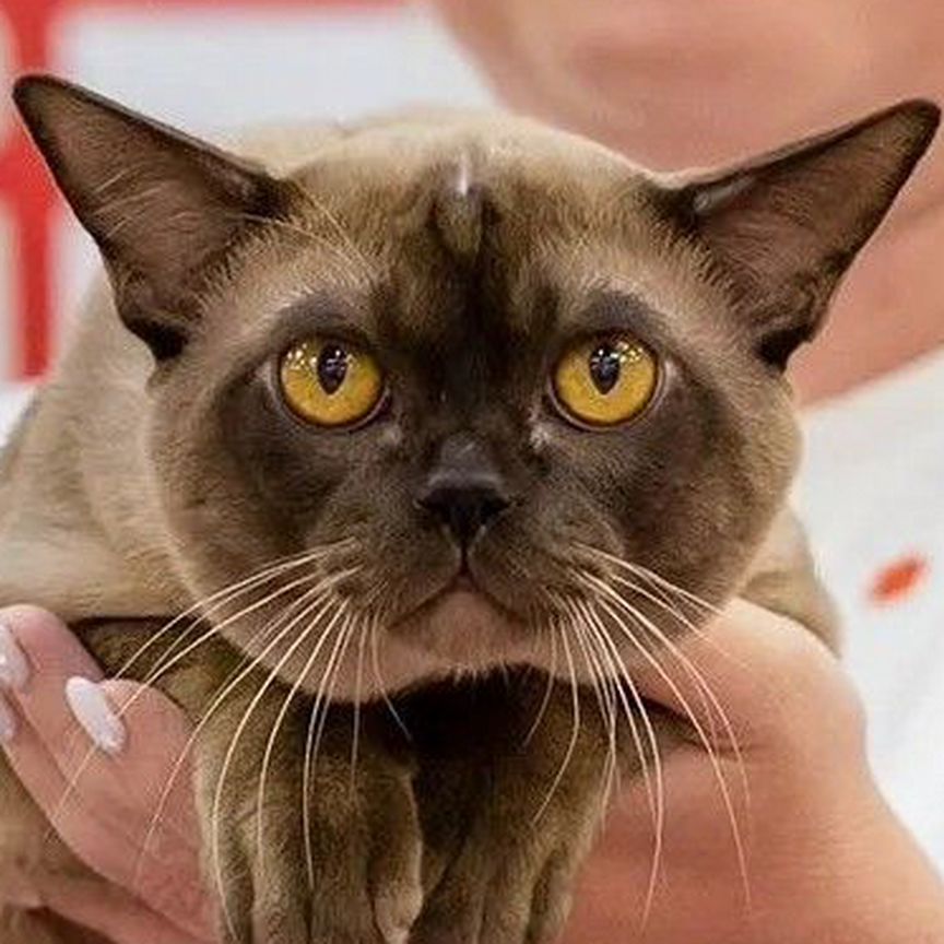 Бурманские котята
