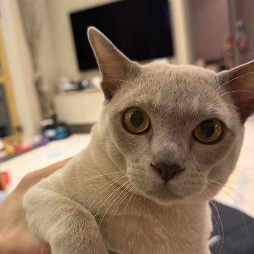 Европейский бурманский котёнок