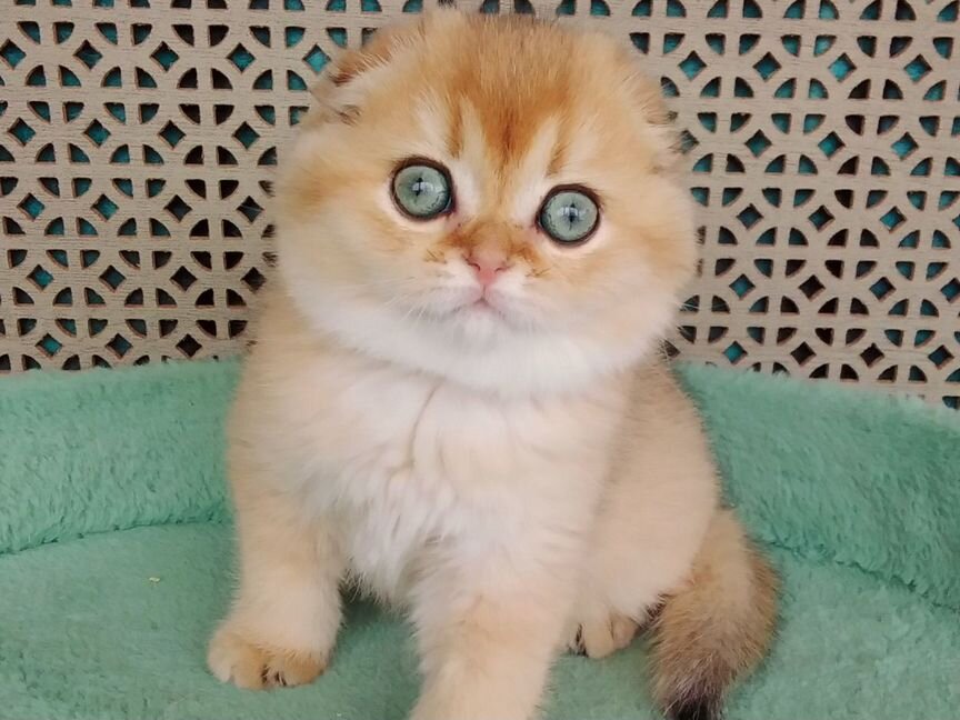 Шотландский золотой мальчик фолд