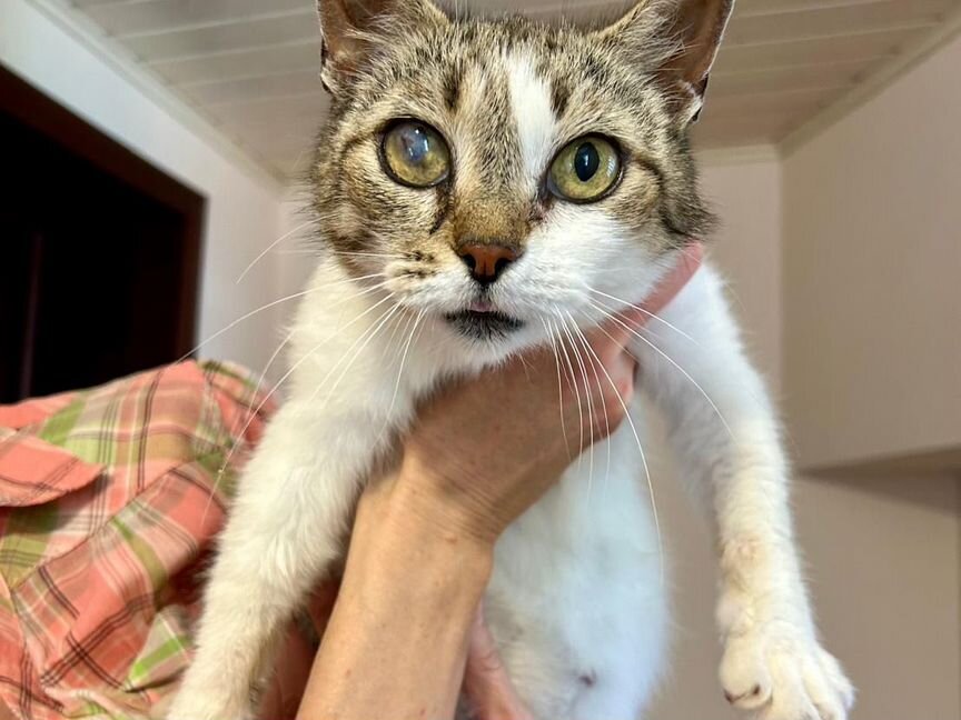 Кошка машка живет под машиной