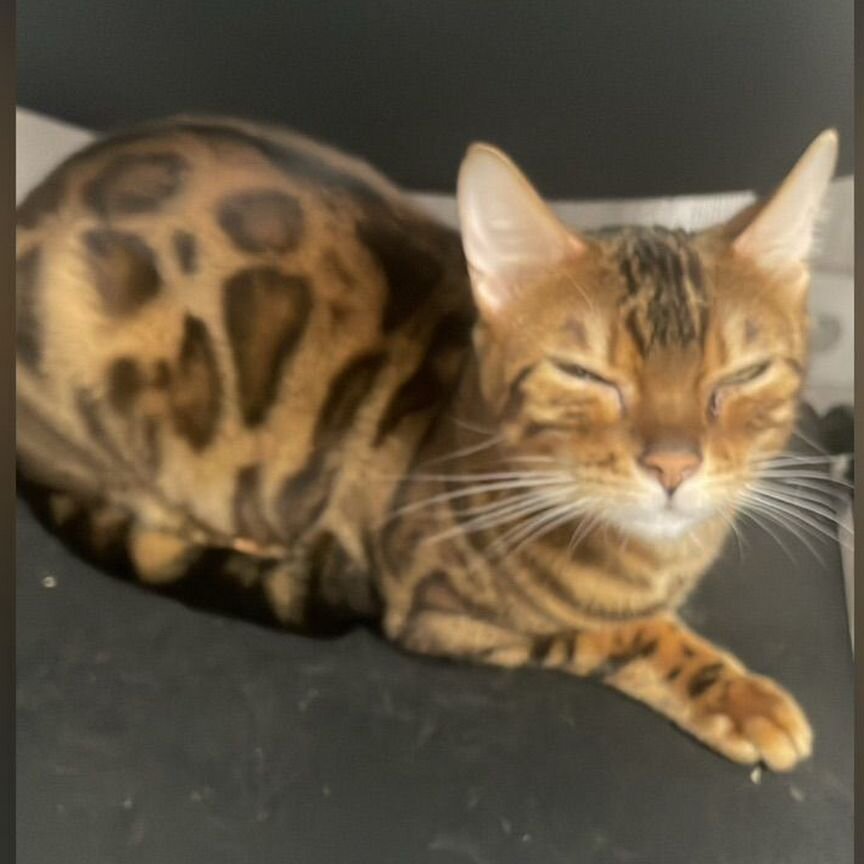Бенгальская кошка