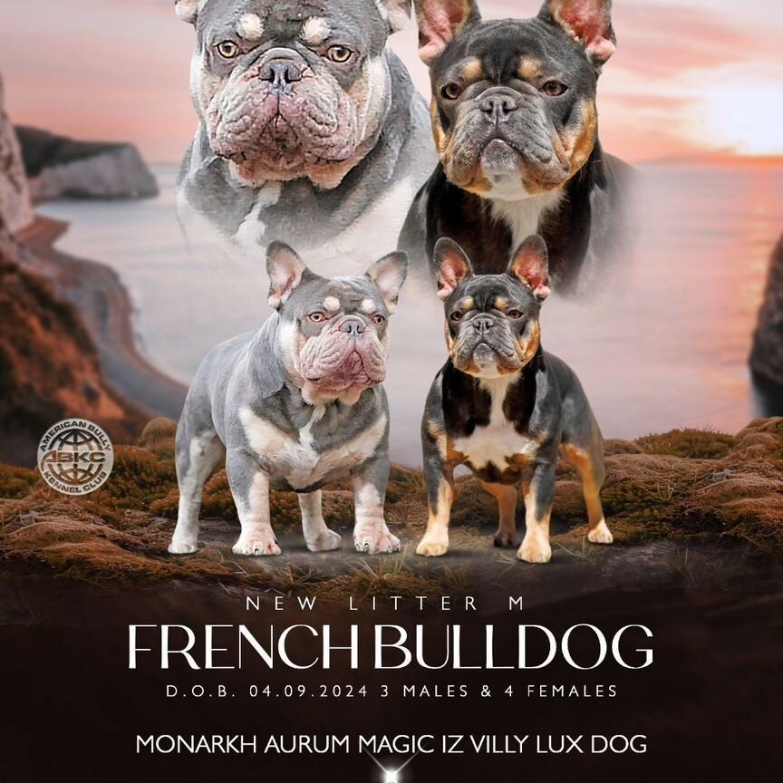 Французский бульдог щенки