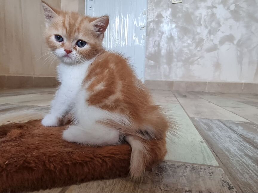Котенок