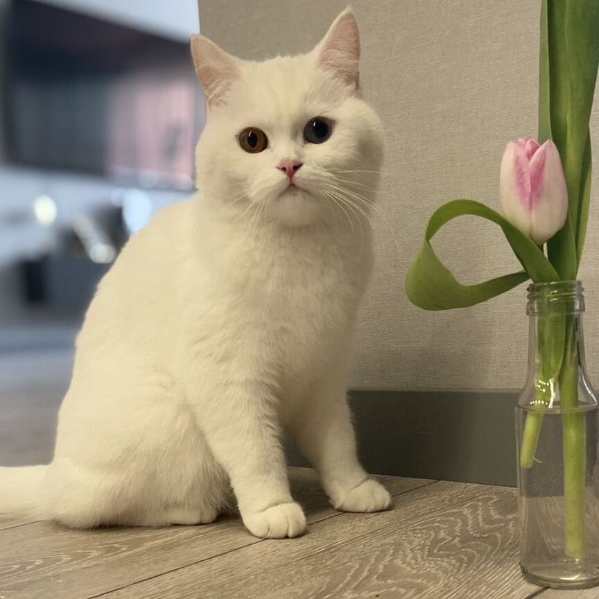 Домашняя кошка