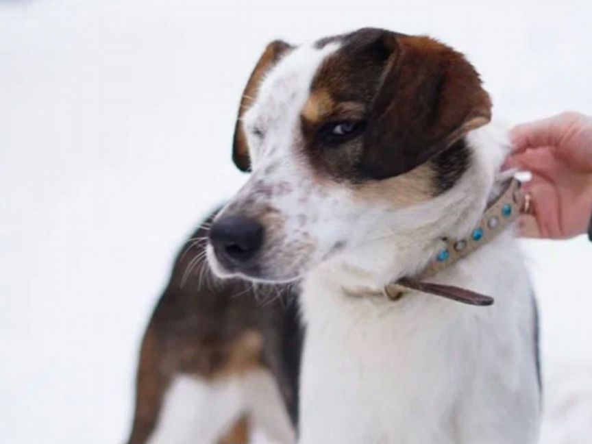 Собака в добрые руки