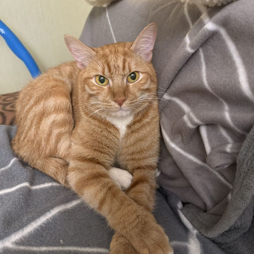 Взрослый кот в добрые руки