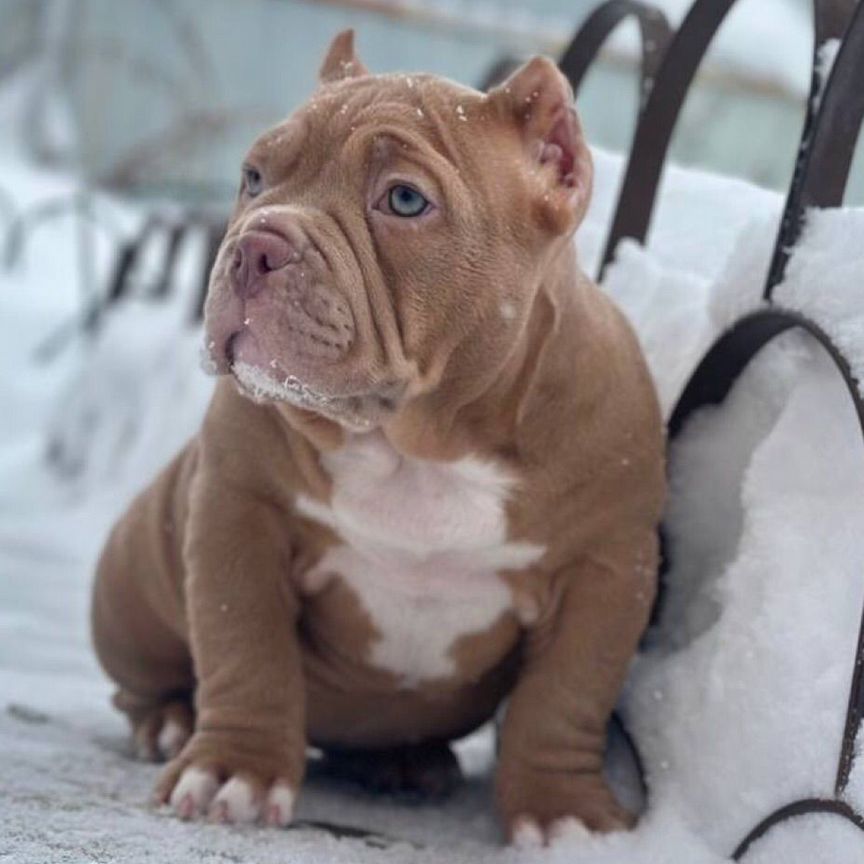 Американский булли, щенок