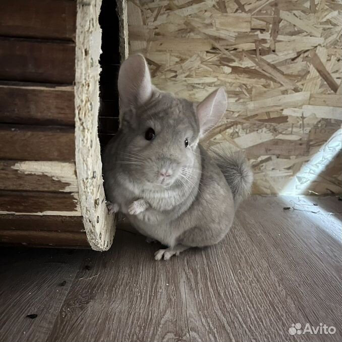 Годовалая шиншилла беж фиолет