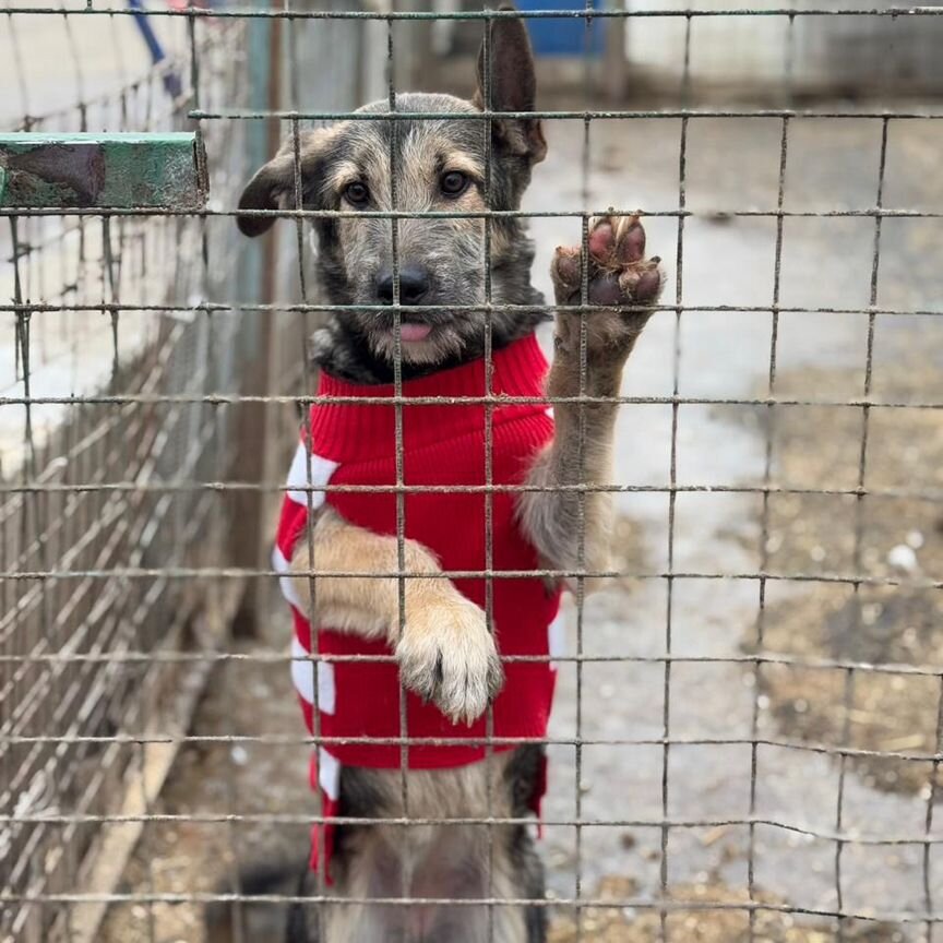 Щенок в приюте