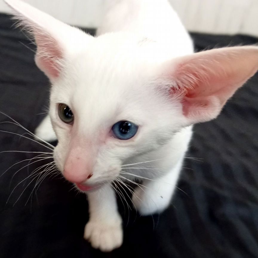 Ориентальные котята