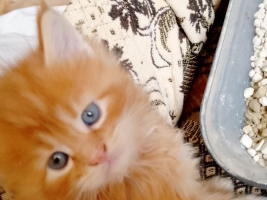 Котята породы майкун