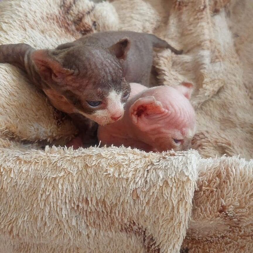 Котята голыши