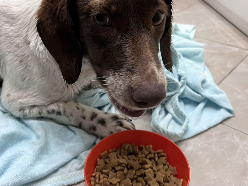 Найдена собака спаниель