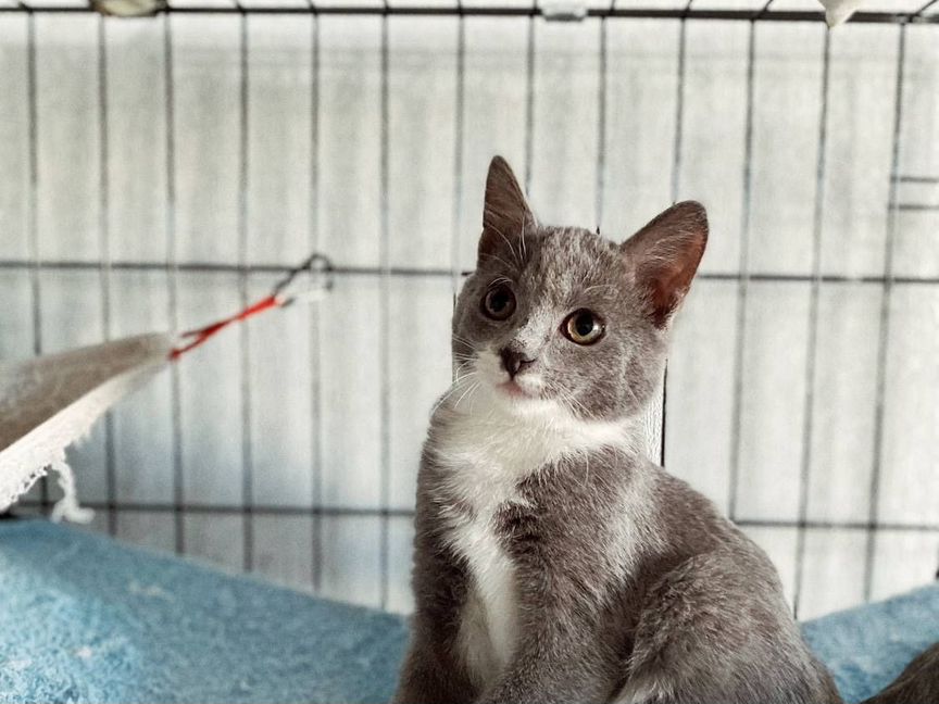 Котенок девочка в добрые руки