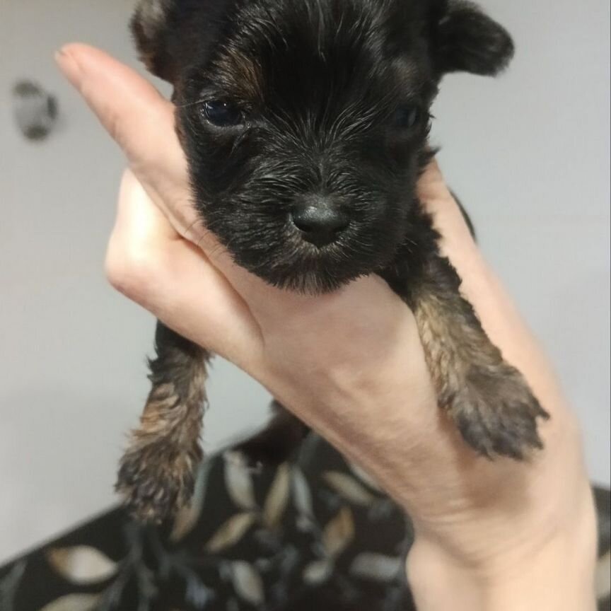 Щенки мини Йорка терьер подарок к Новому году