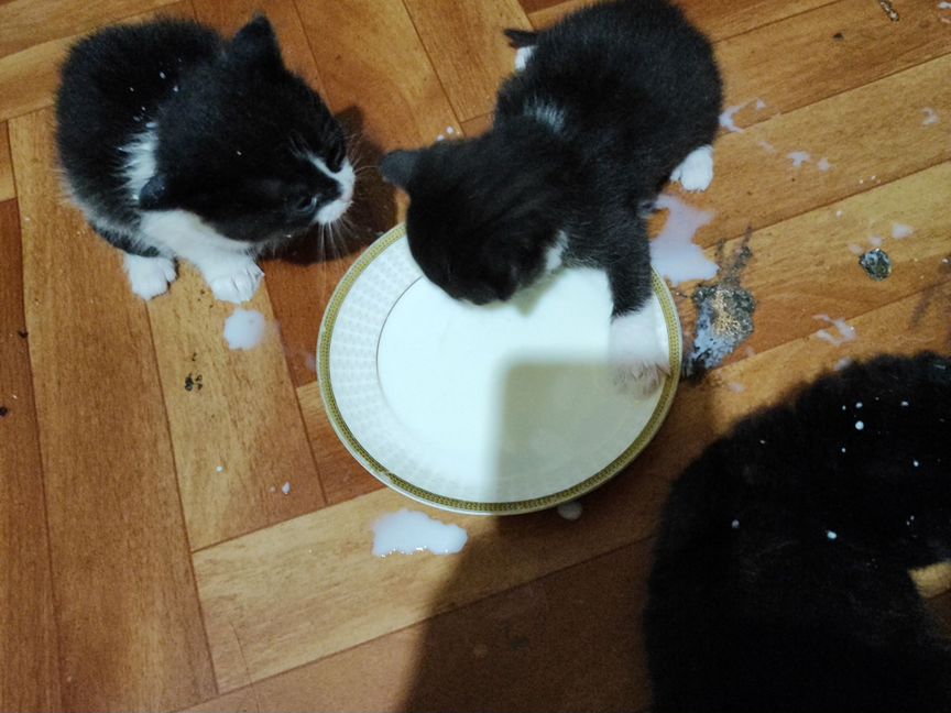 Котята в добрые руки бесплатно