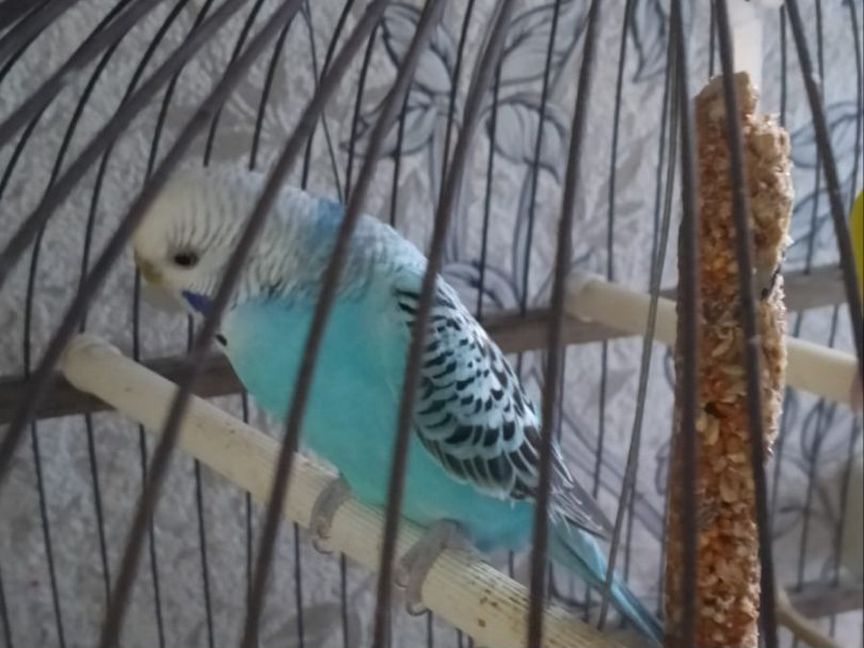 Волнистый попугай с клеткой