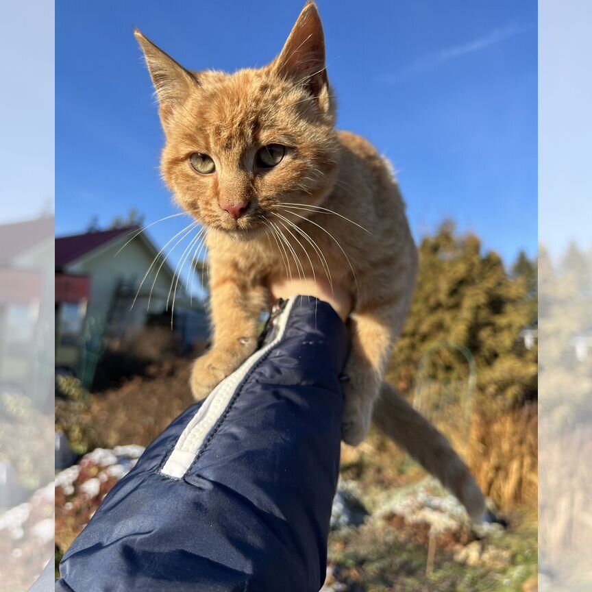 Котёнок в добрые руки