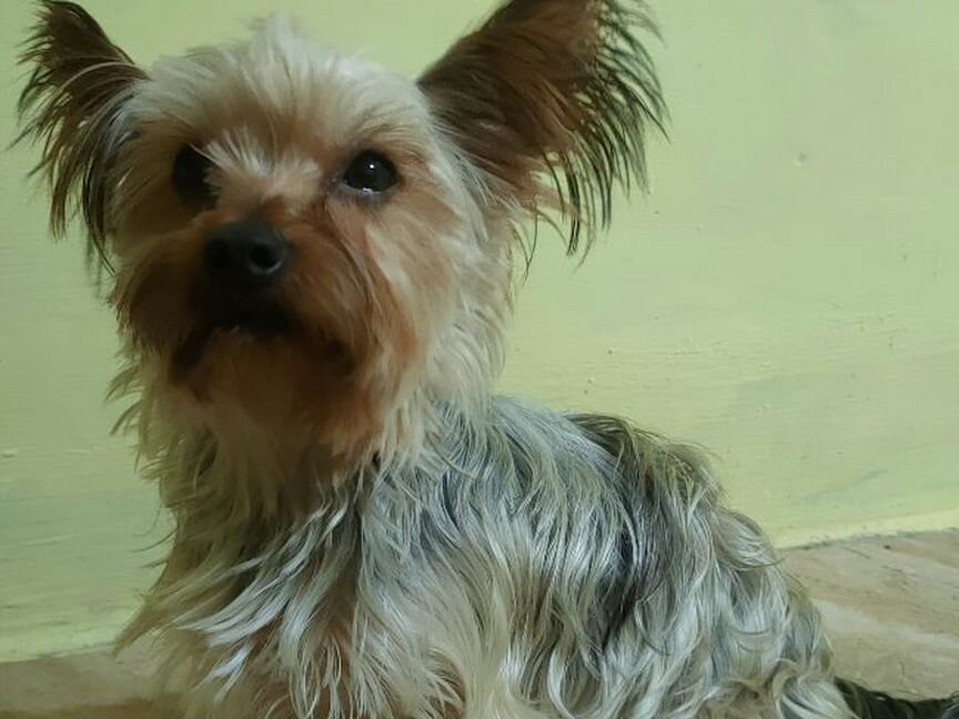 Йоркширский терьер