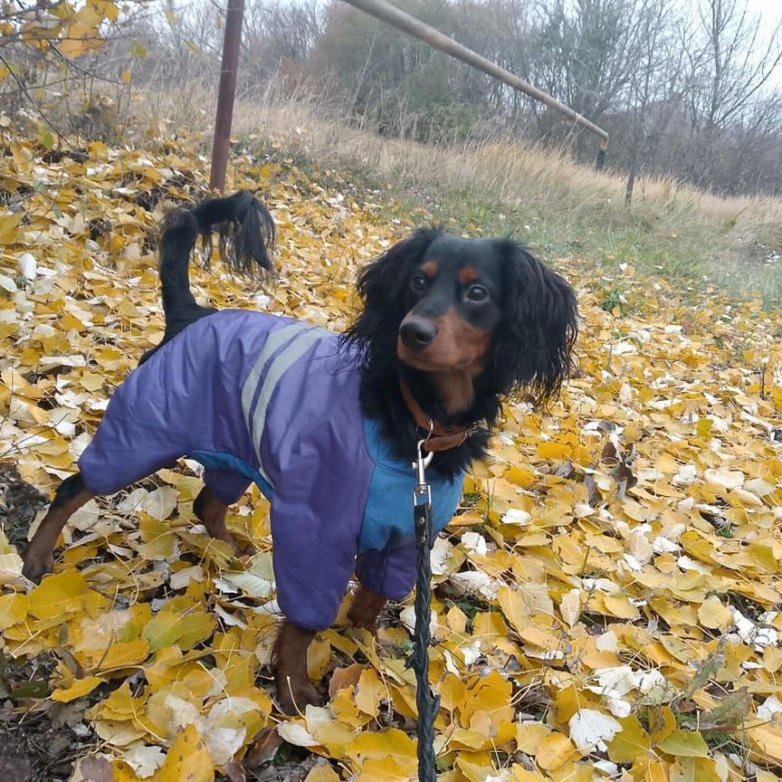 Русский кокер спаниель