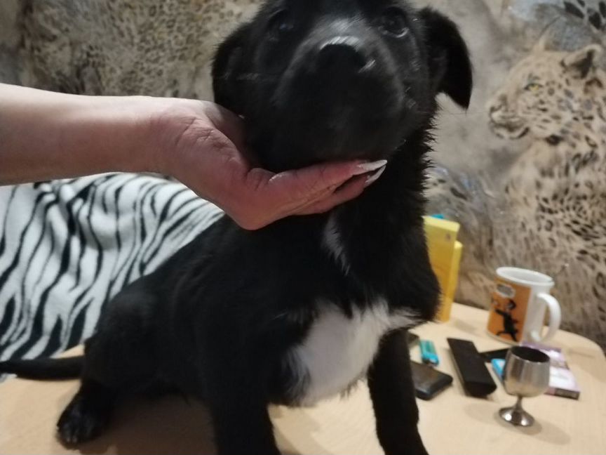 Щенки в добрые руки