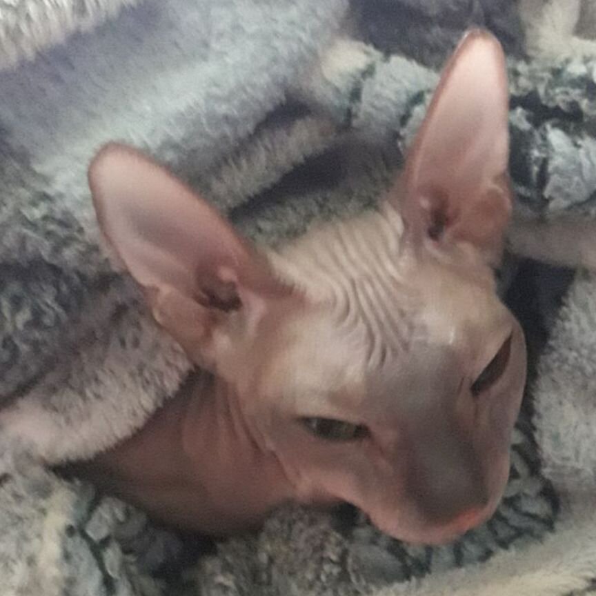 Донской сфинкс котёнок