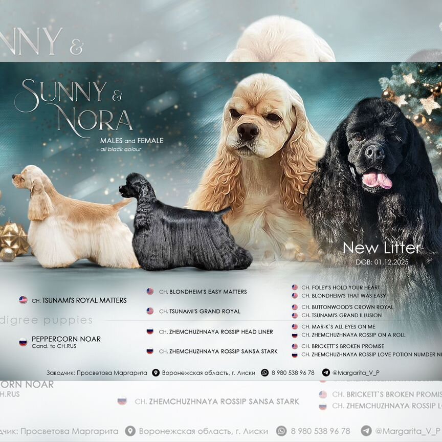 Американский кокер-спаниель, щенок