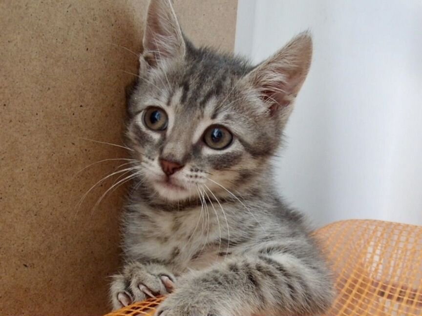 Это ваш котенок