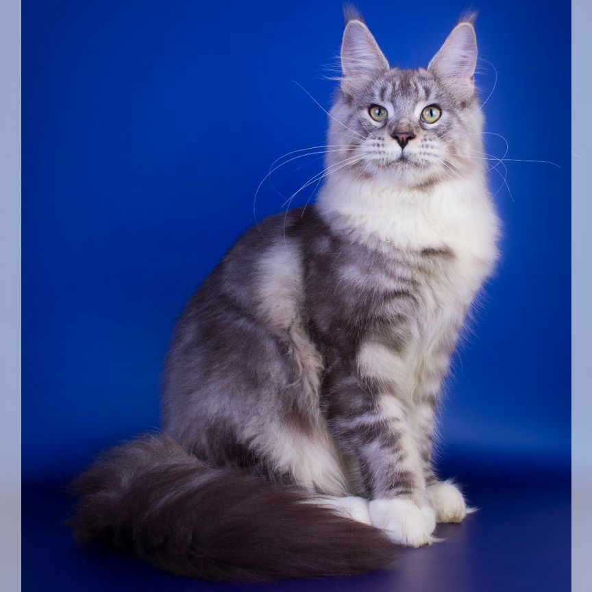 Мейн-кун котёнок