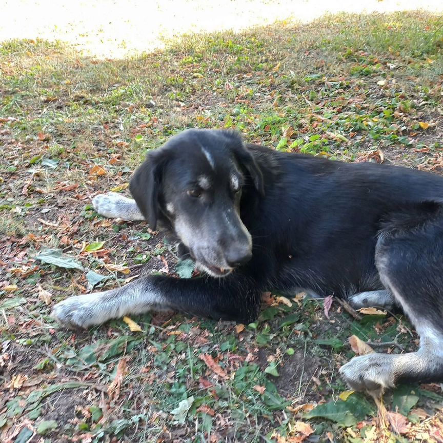 Щенок ищет дом