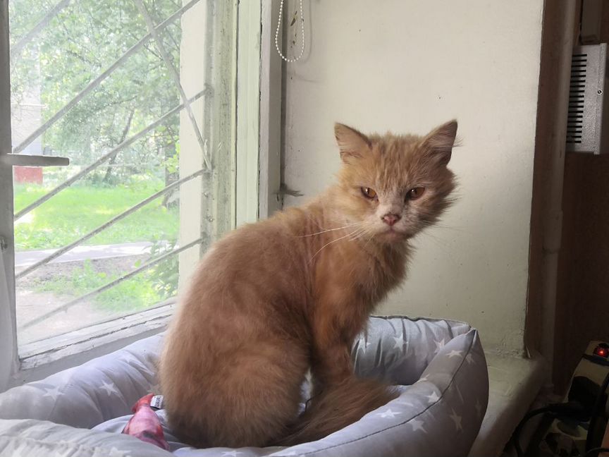 Британский кот