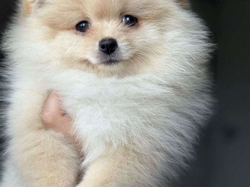 Померанский шпиц девочка