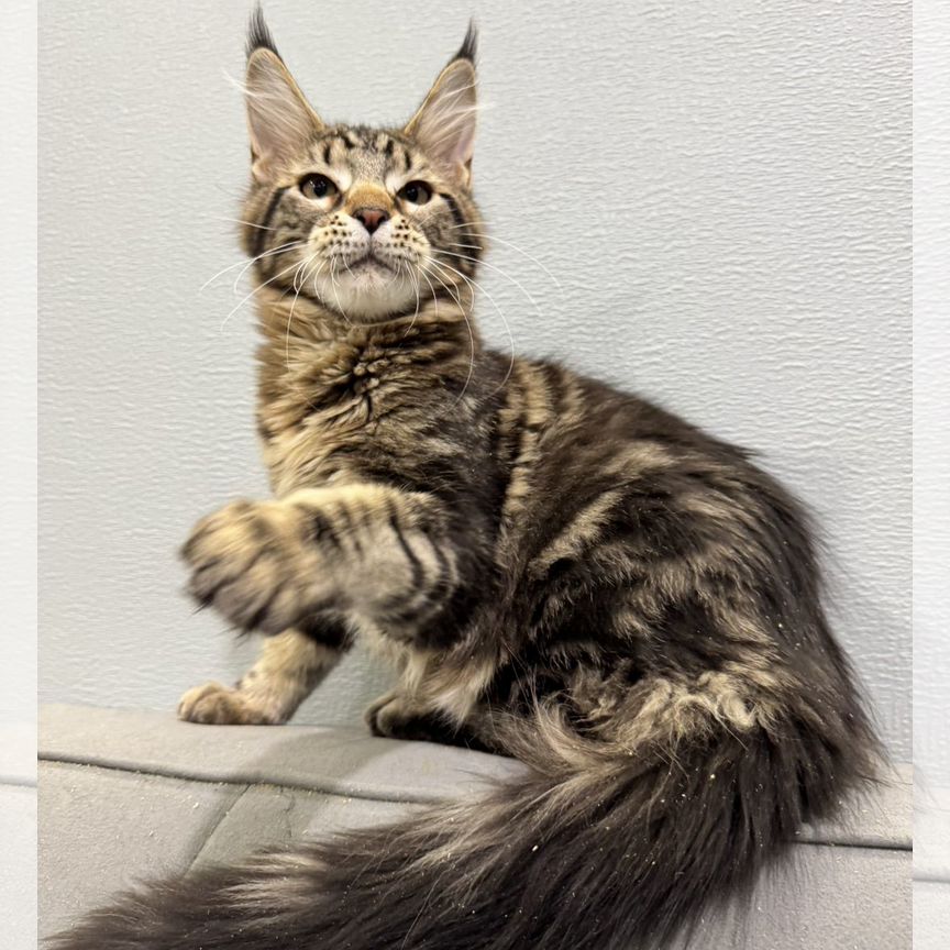 Мейн-кун котёнок